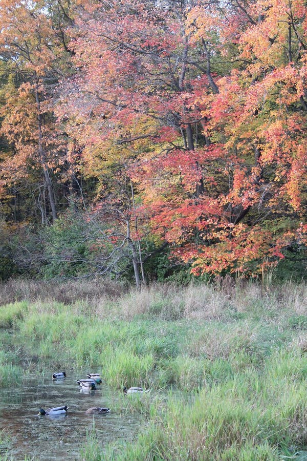 Fall Ducks stock photo. Image of ducks, fall, mallards - 46186714