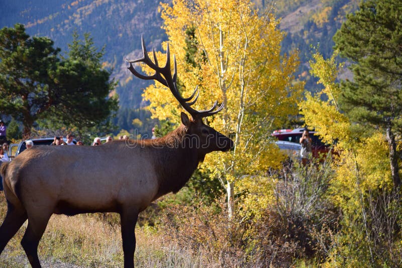 Fall Elk stock image. Image of fall, bull, landscape - 45687067