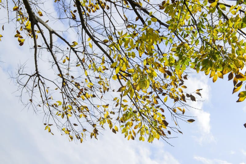 Autumn Leaves on the Elm Trees. Stock Photo - Image of background ...