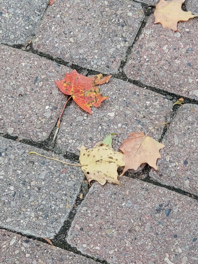 Almost fall end of summer stock image. Image of color - 163870517