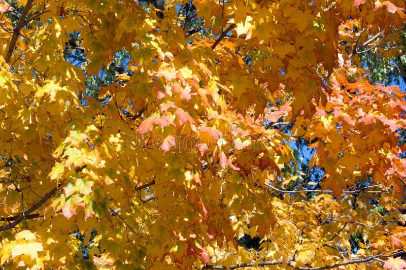 Fall stock photo. Image of backcountry, leaves, nature - 167932852