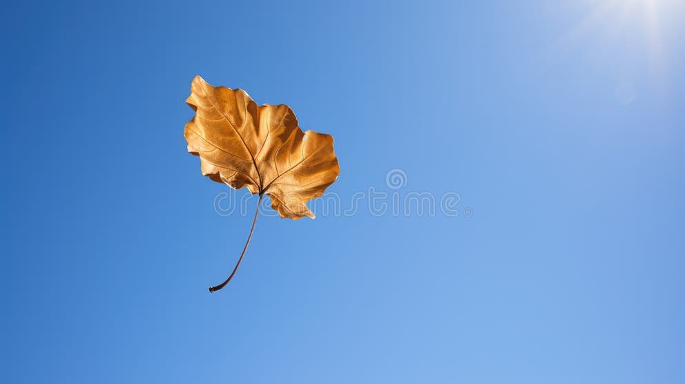 Fall falling leaf stock illustration. Illustration of natural - 360938980