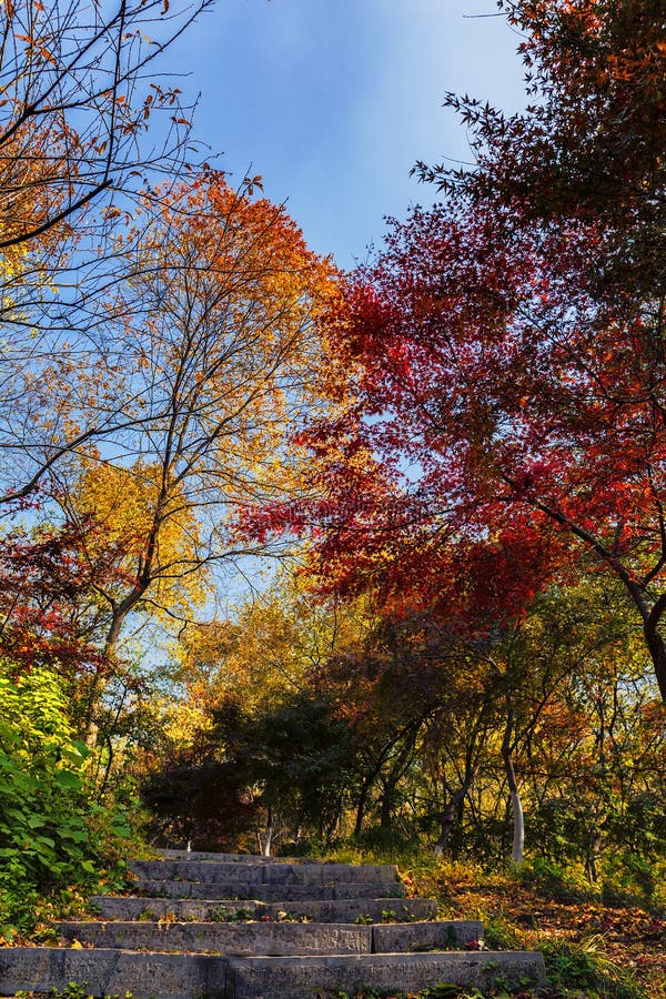 Fall stock image. Image of fall, color, natural, sunlight - 82680485