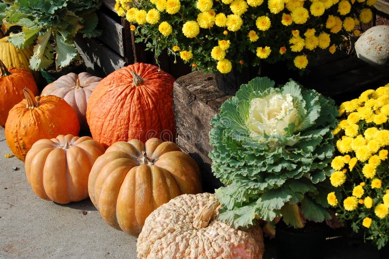 Colorful Mums at a Fall Farmers Market Stock Image - Image of ...