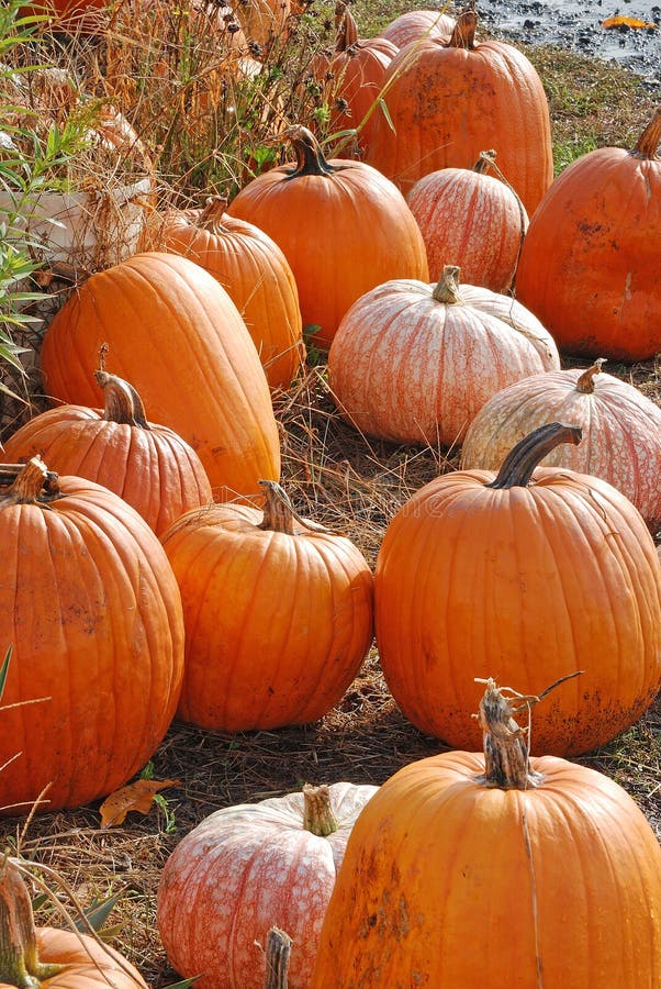 Fall Farmers Market stock photo. Image of orchard, october - 26094034