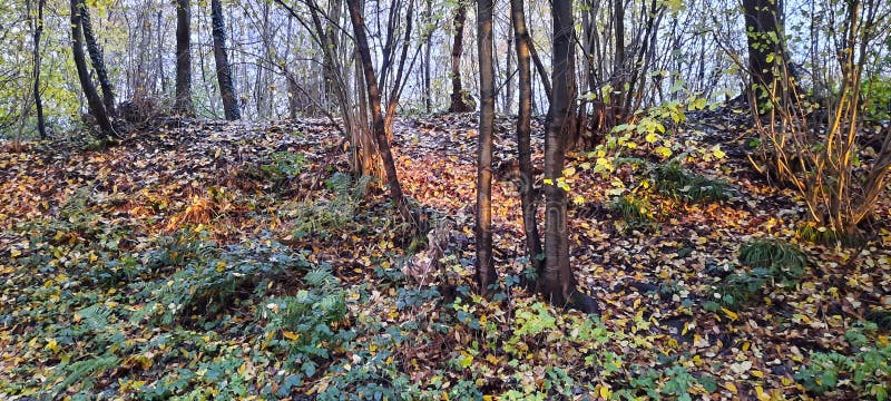 Fall in Fauroeulx Belgium Nature LoveðŸŒ ðŸŒ Stock Photo - Image of ...