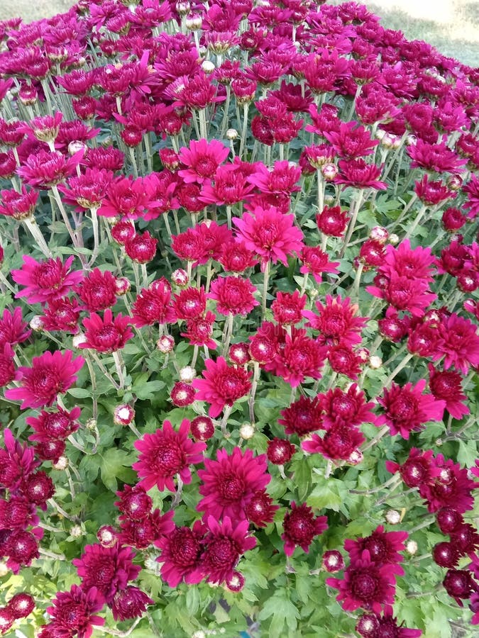 Fall Favorite Flower Purple Chrysanthemum Stock Image - Image of petal ...