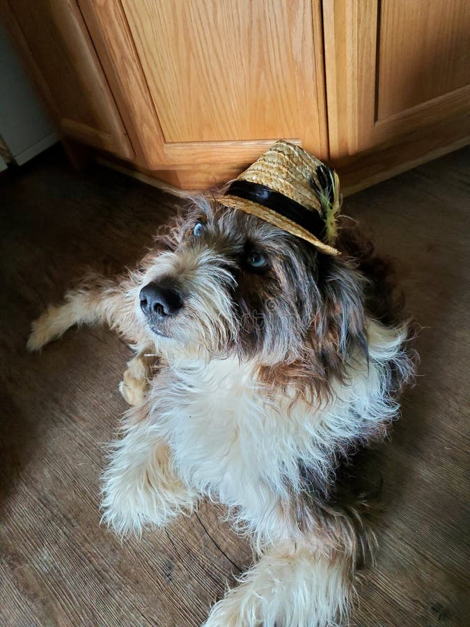 Fall fedora stock photo. Image of fedora, retriever - 204960314
