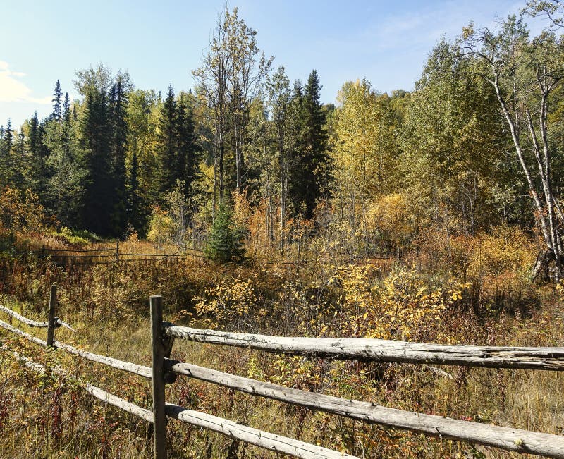 Fall Fences stock image. Image of fall, wooden, birch - 45808133