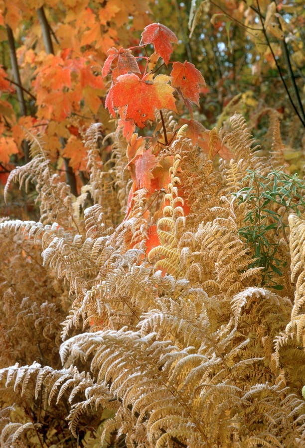 Fall Ferns stock image. Image of fall, autumn, england - 298791267