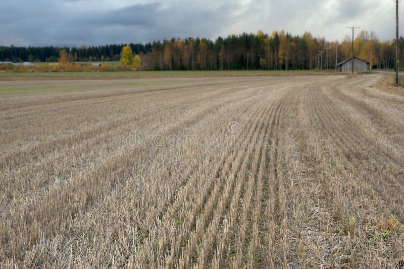 Fall field stock image. Image of outdoor, wheat, farm - 1880335