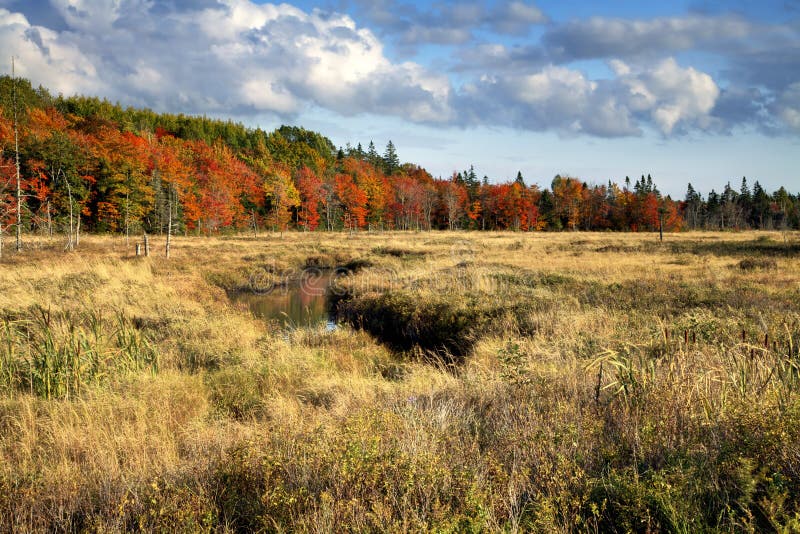 Fall in the field stock image. Image of clouds, foliage - 117914843