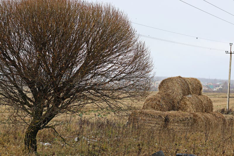 Fall field straw stack stock image. Image of landscape - 79521101