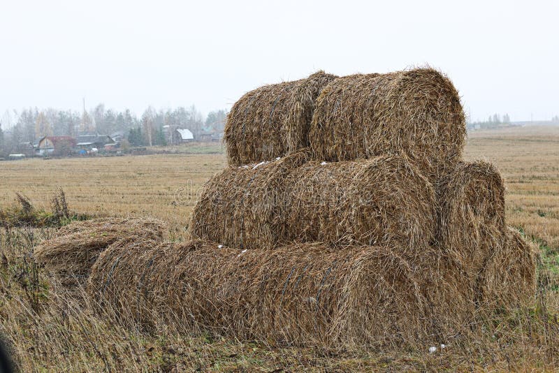 Fall field straw stack stock image. Image of field, land - 79541041