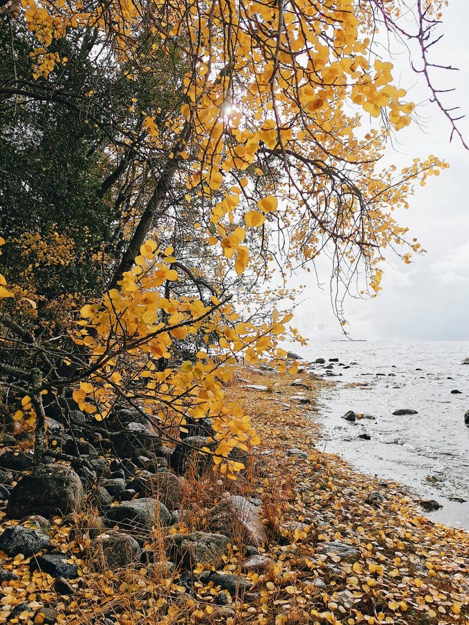 Fall in Finland stock image. Image of fall, landscape - 175975377