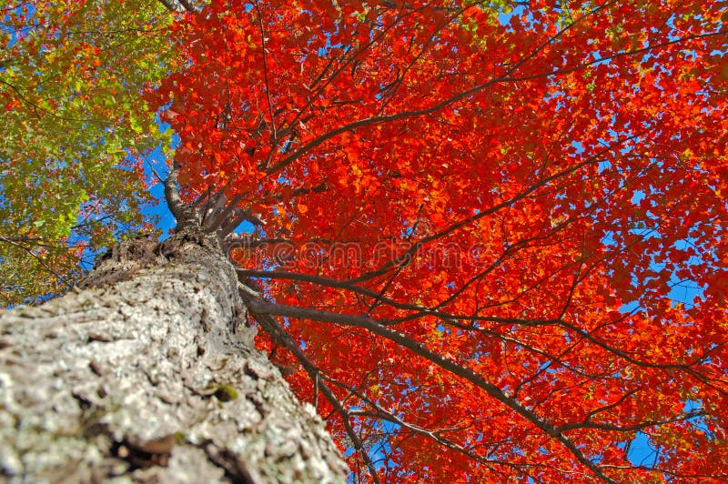 Fall fire stock photo. Image of color, beauty, background - 1413946