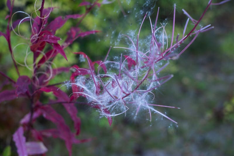 Fall Fireweed Close-up in Capsule and Seed Stage Stock Image - Image of ...