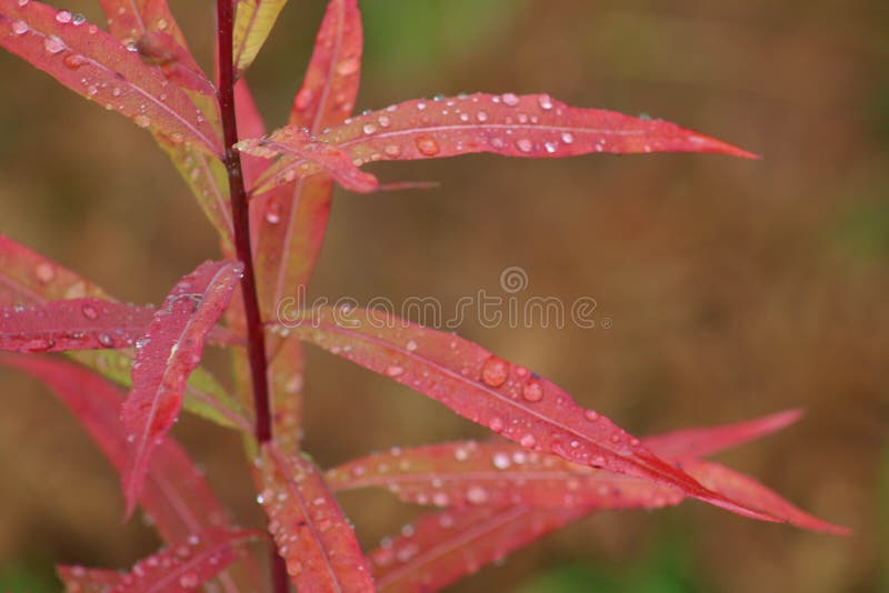 Fall Fireweed in Nancy Lake, Alaska Stock Photo - Image of colors ...