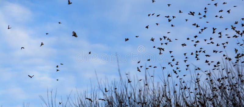 Fall - Flock of Birds Migrating South Stock Image - Image of autumn ...