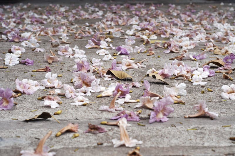 Fall on floor stock photo. Image of ground, nature, wilt - 145077594