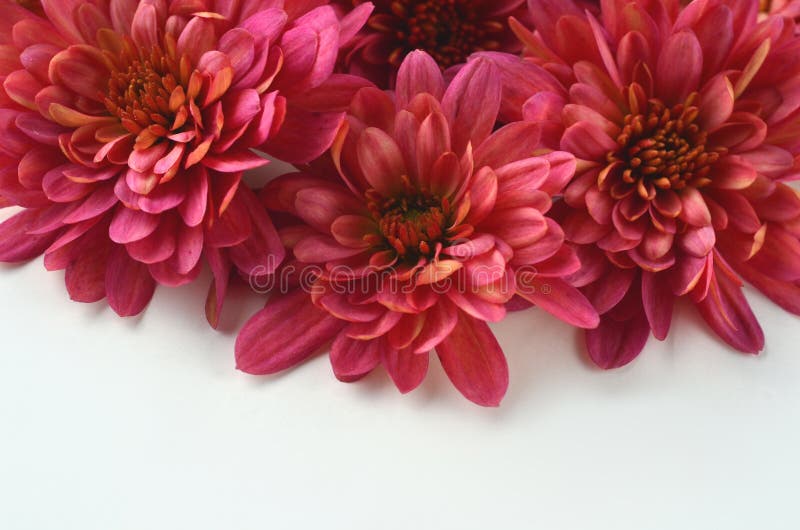 Fall Florals Silver Purple Mums with Copy Space Flatlay Stock Image ...