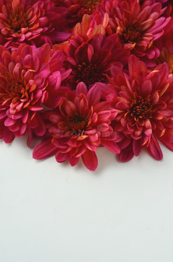 Fall Florals Silver Purple Mums with Copy Space Flatlay Stock Photo ...