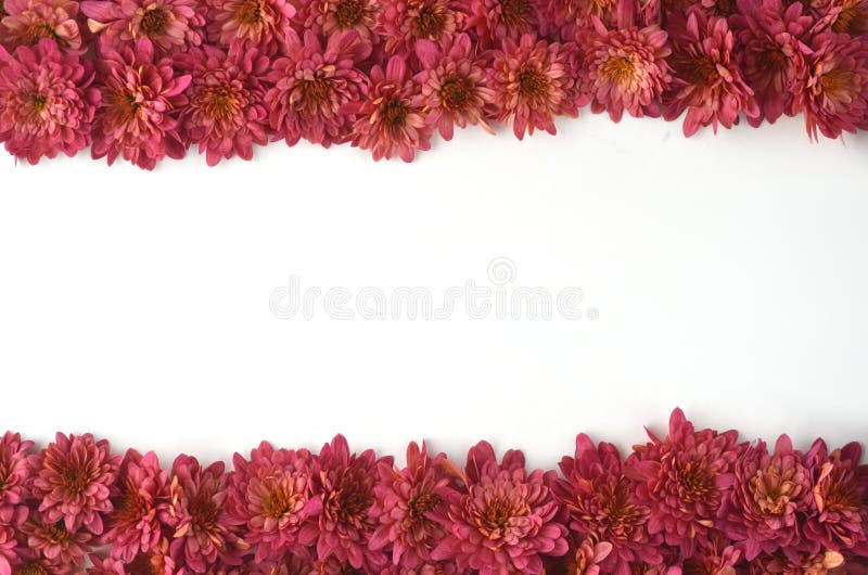 Fall Florals Silver Purple Mums with Copy Space Flatlay Stock Photo ...