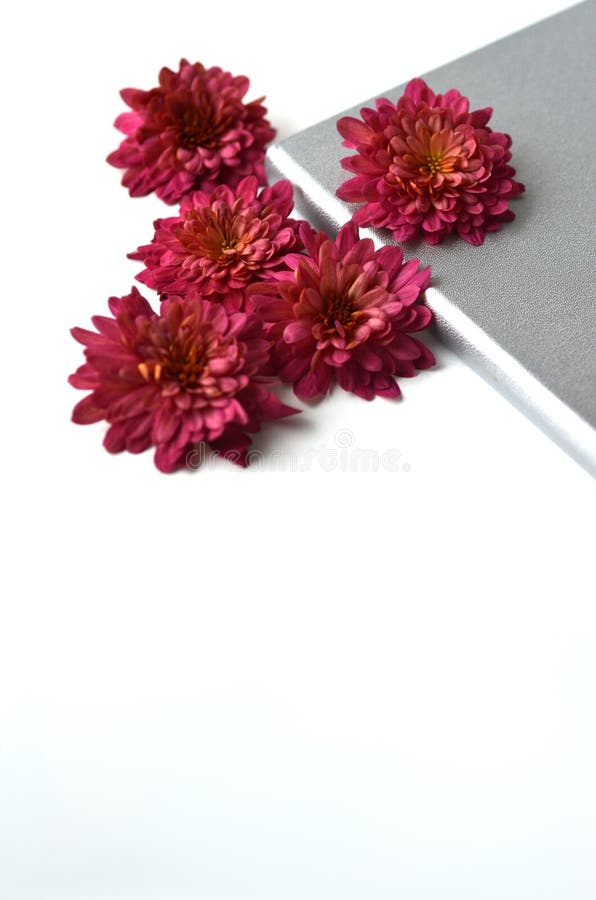 Fall Florals Silver Purple Mums with Copy Space Flatlay Stock Photo ...