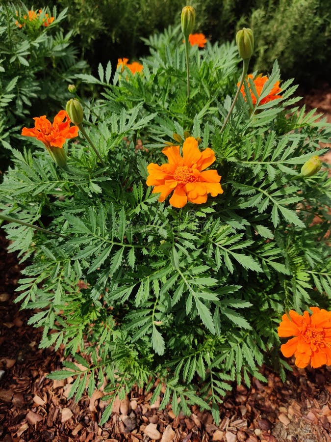 Fall flower arrangement stock image. Image of bunch, overwhite - 15667085