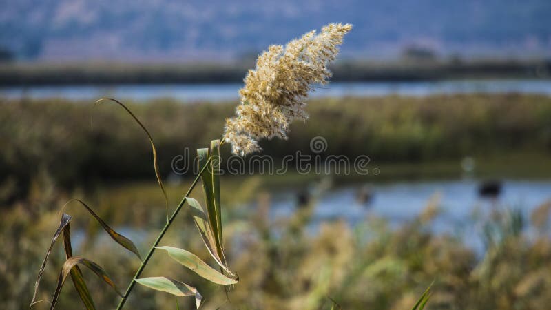 Fall flower at hula valley stock image. Image of valley - 104533731