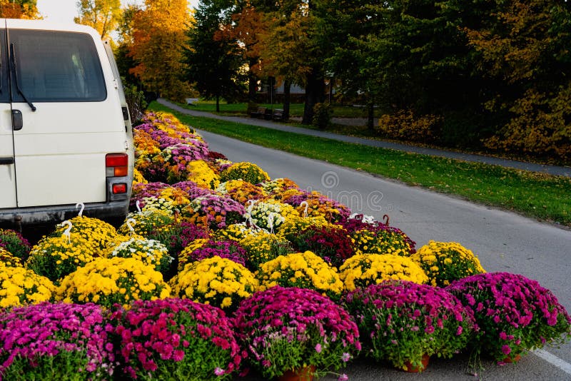 The Fall Flower Market on the Street Stock Photo - Image of colured ...