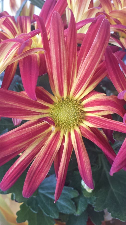 Fall Flower Power stock photo. Image of power, flowers - 46789278