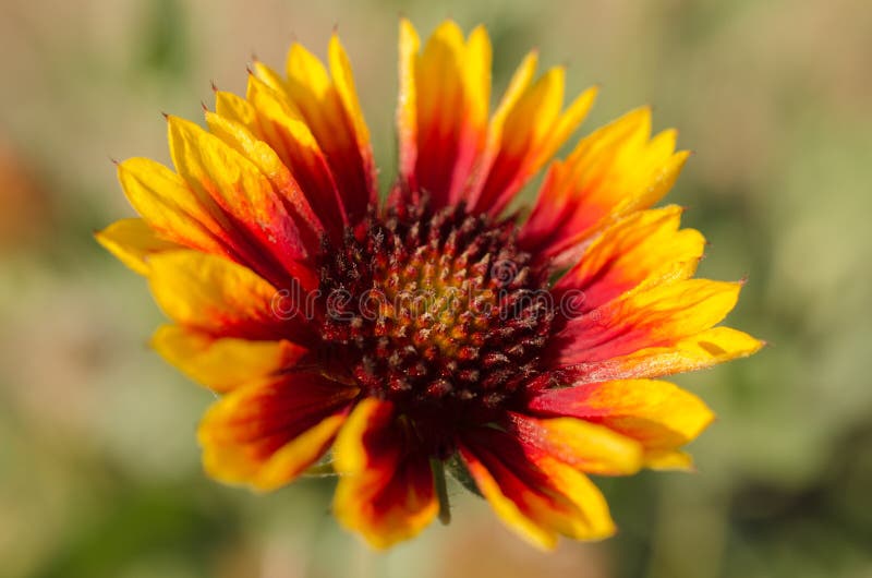 Fall flower stock image. Image of fall, flower, season - 46409925