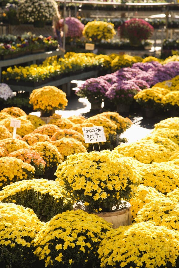 Fall Flowers for Sale Farmers Market Stock Image - Image of farmers ...