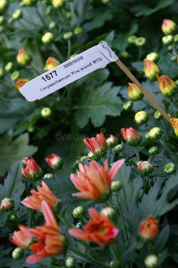 Fall Flowers 7 stock image. Image of green, fall, leaves - 1367457