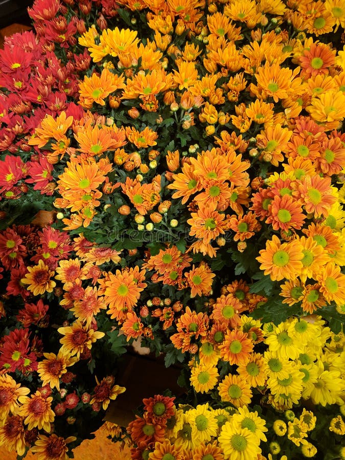 Beautiful, Bright Fall Flowers in a Wicker Basket Stock Photo - Image ...