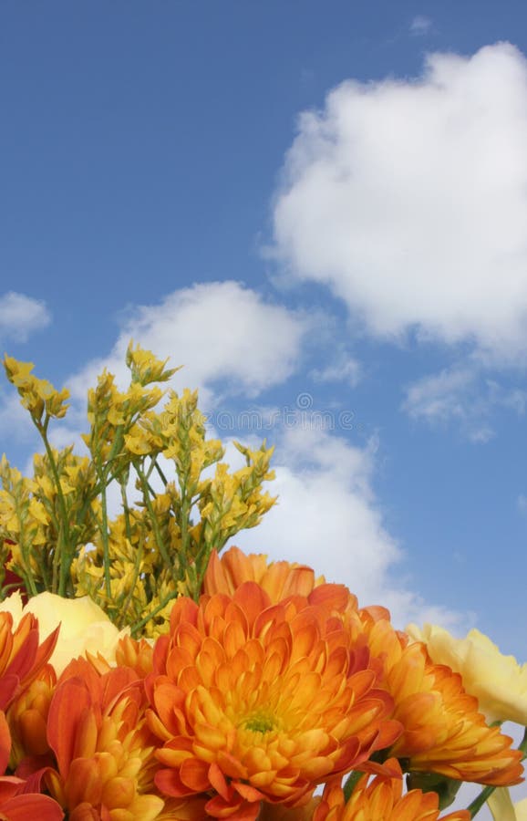 Fall Flowers on Blue Sky Background Close Up Stock Image - Image of ...