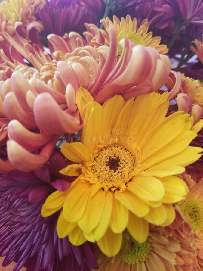 Fall flowers stock photo. Image of plant, yellow, flora - 101424724