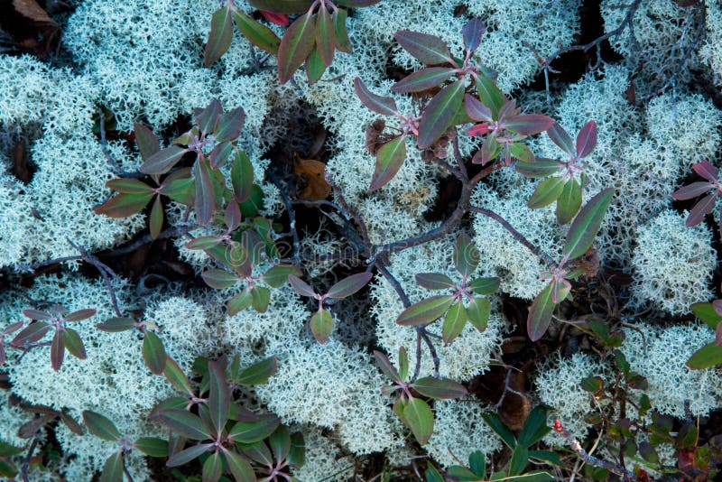 Fall flowers stock photo. Image of leafs, bass, color - 102676152