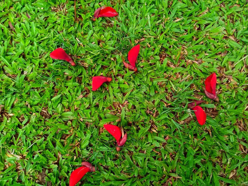 Fall flowers on ground stock image. Image of field, shrub - 222486061