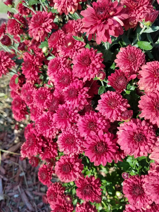 Fall flowers stock photo. Image of flowers, mums, bright - 128289492
