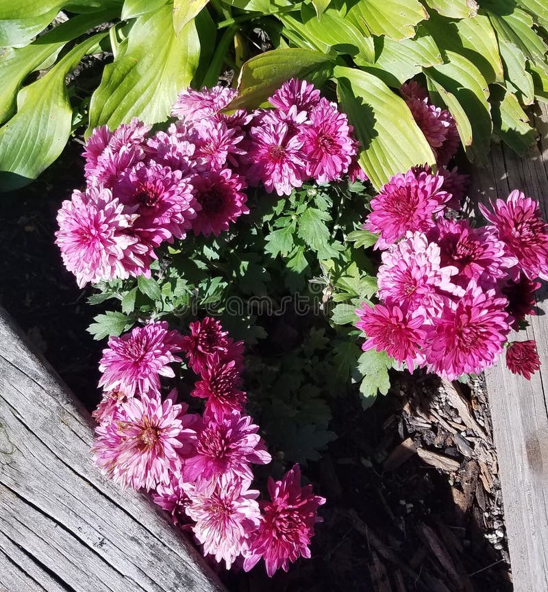 Fall flowers stock photo. Image of flowers, northwest - 129592448