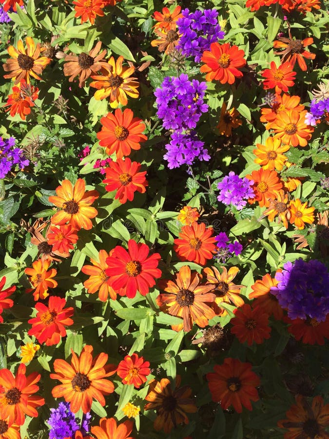 Beautiful, Bright Fall Flowers in a Wicker Basket Stock Photo - Image ...