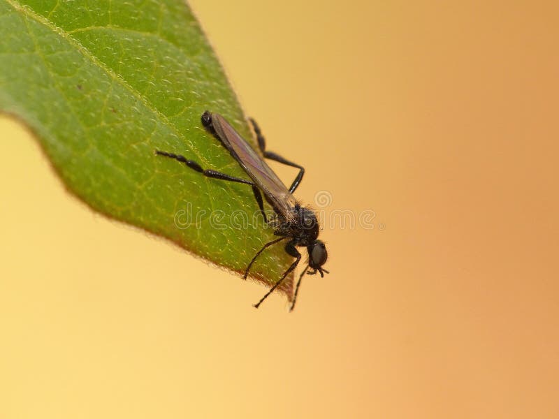 Fall Fly on Leaf stock image. Image of fall, wildlife - 38796947