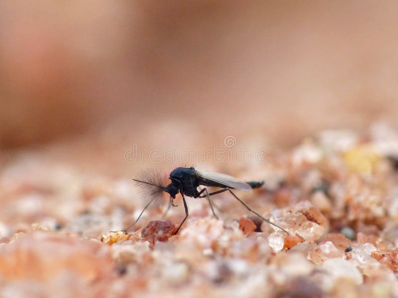 Fall Fly on Sand stock photo. Image of nature, details - 139099438