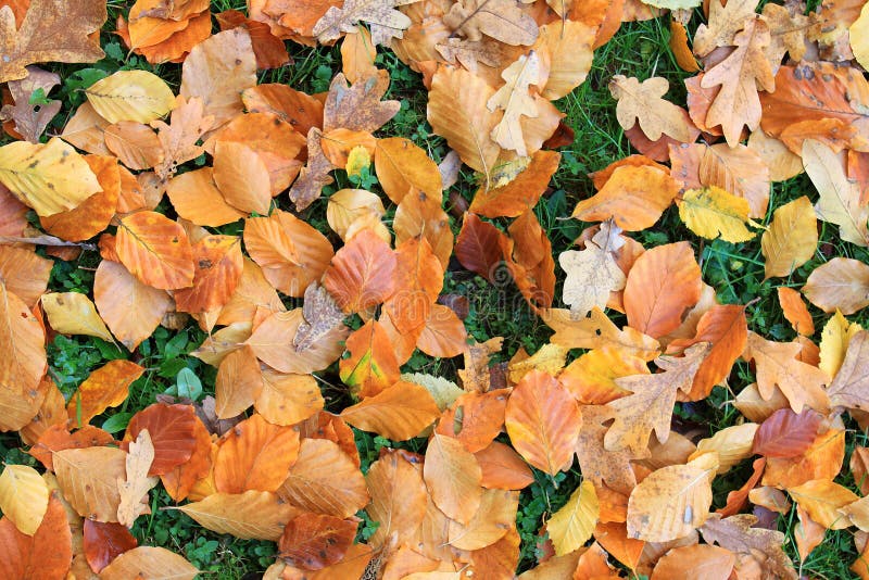 Fall foliage stock photo. Image of foliage, garden, nature - 13085844