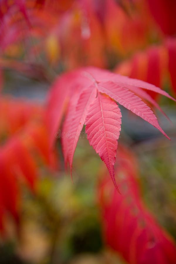 Fall Foliage stock photo. Image of america, autumn, fall - 1462620
