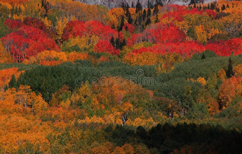 Fall foliage stock photo. Image of autumn, color, foliage - 25714