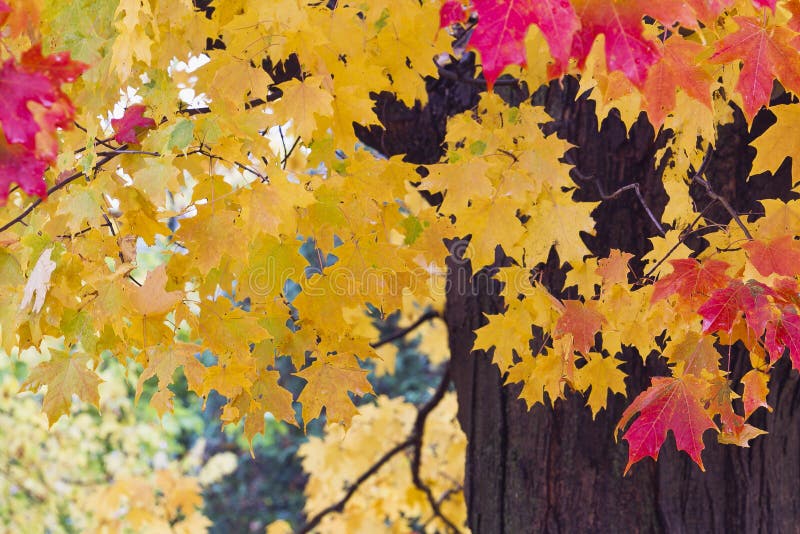 Fall Foliage stock photo. Image of blue, america, foliage - 27351644
