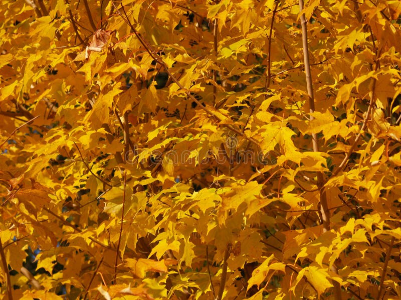 Fall foliage stock image. Image of foliage, branches, maple - 402203